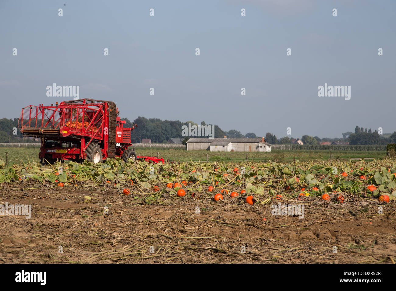 Harvesting gourds in Holland Stock Photo - Alamy