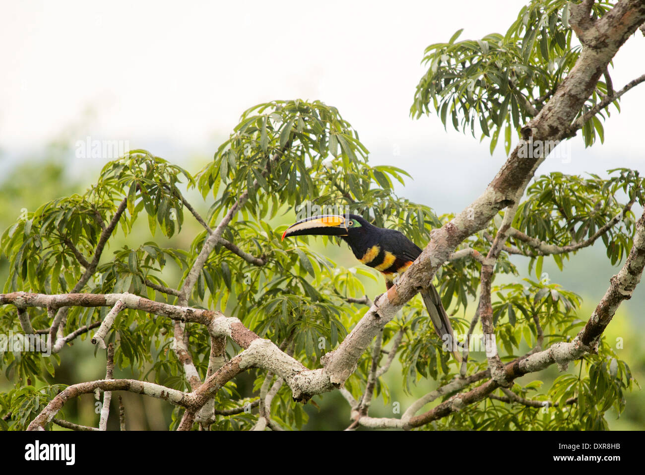 Many Banded Aracari (Pteroglossus pluricinctus Stock Photo - Alamy