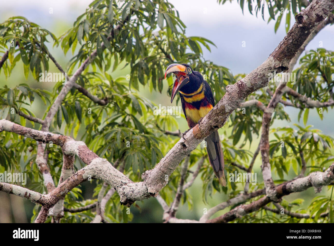 Many Banded Aracari (Pteroglossus pluricinctus Stock Photo - Alamy