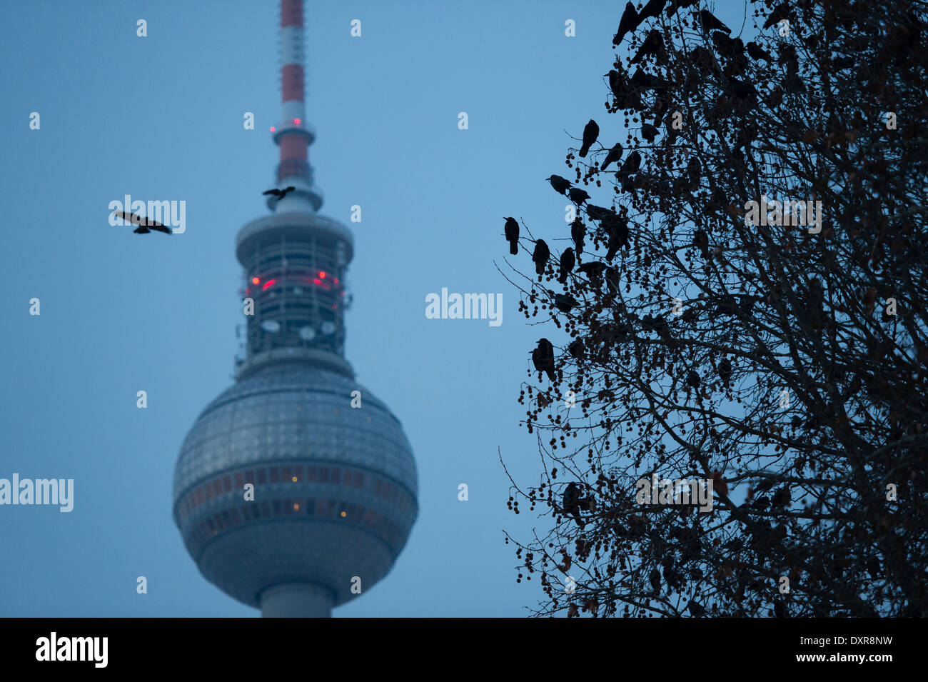 Berlin, Germany, a Nebelkraehe in the sky in front of the Berlin ...
