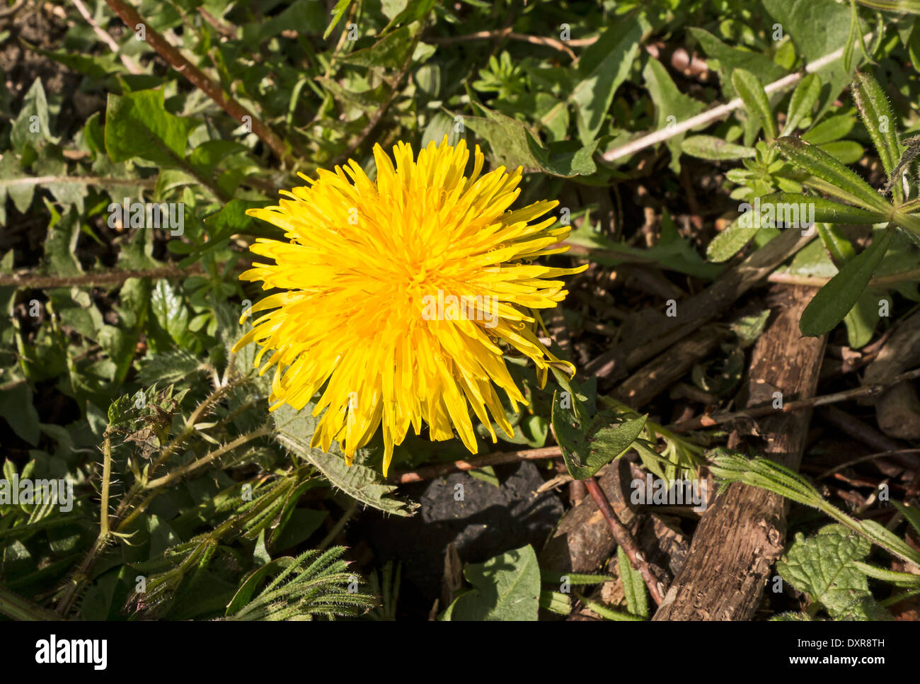 Edible yellow flower hi-res stock photography and images - Alamy