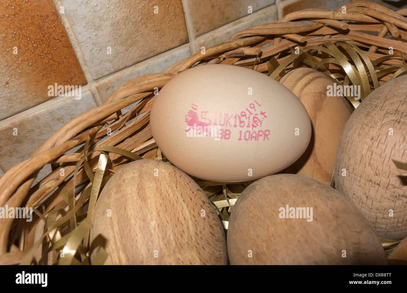 Real egg in basket with wood imitation eggs studio Stock Photo - Alamy