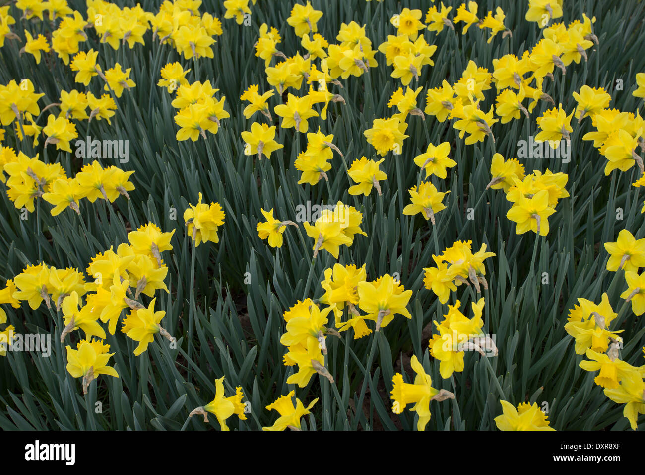 Row of daffodils hi-res stock photography and images - Alamy