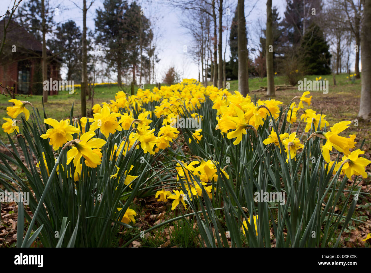 Row of daffodils hi-res stock photography and images - Alamy