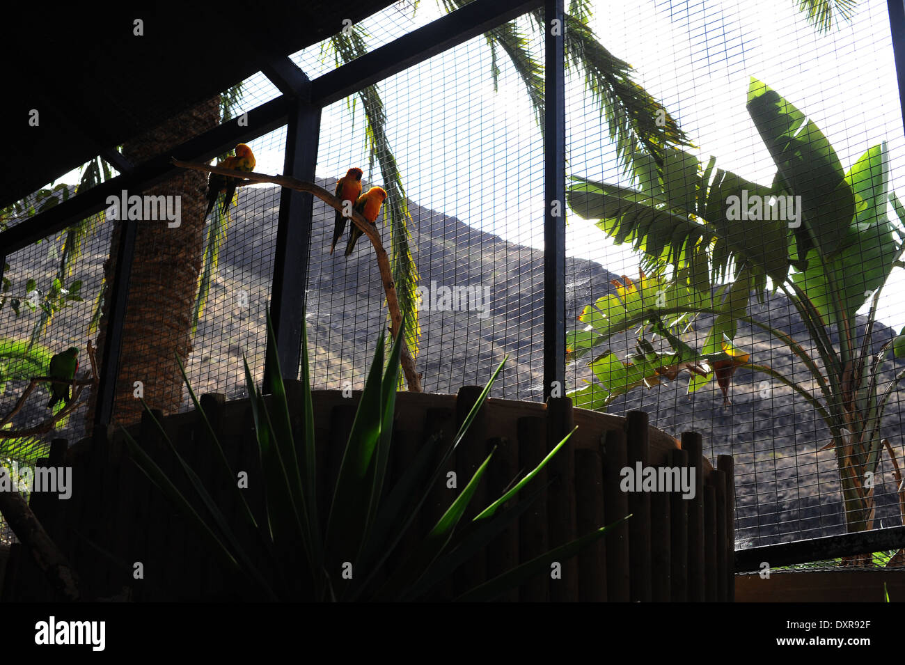 3 Parrots sitting in an Aviary Stock Photo - Alamy