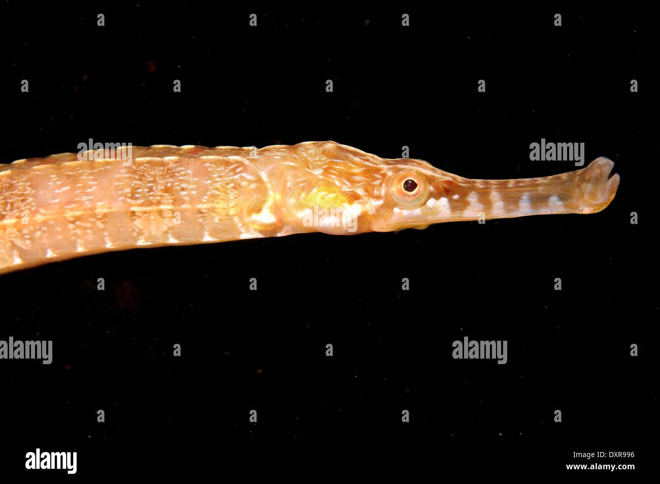 Broad-nosed pipefish, Deep snouted ninefish, Deep-snouted pipefish ...