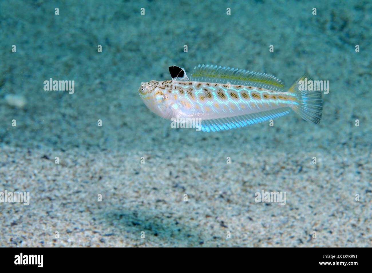 Greater weever fish (Trachinus draco Stock Photo - Alamy