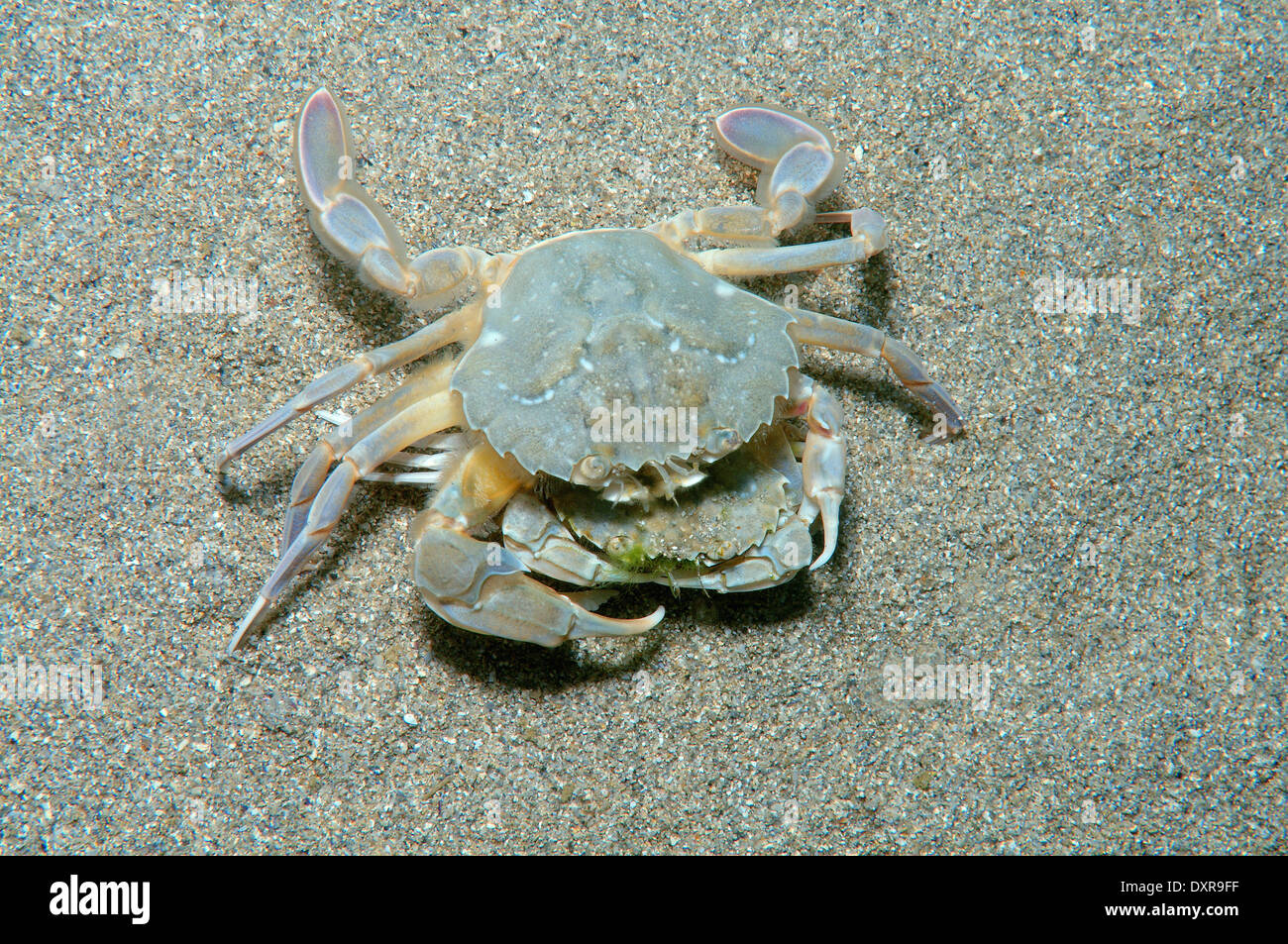 mating Swimming Crab (Macropipus holsatus), Black Sea, Crimea, Russia ...