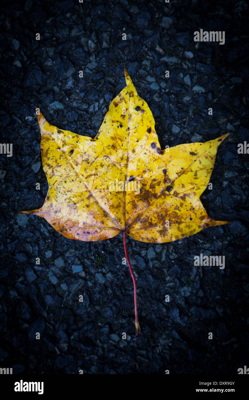 Fall Leaf in Dublin, Ireland Stock Photo - Alamy