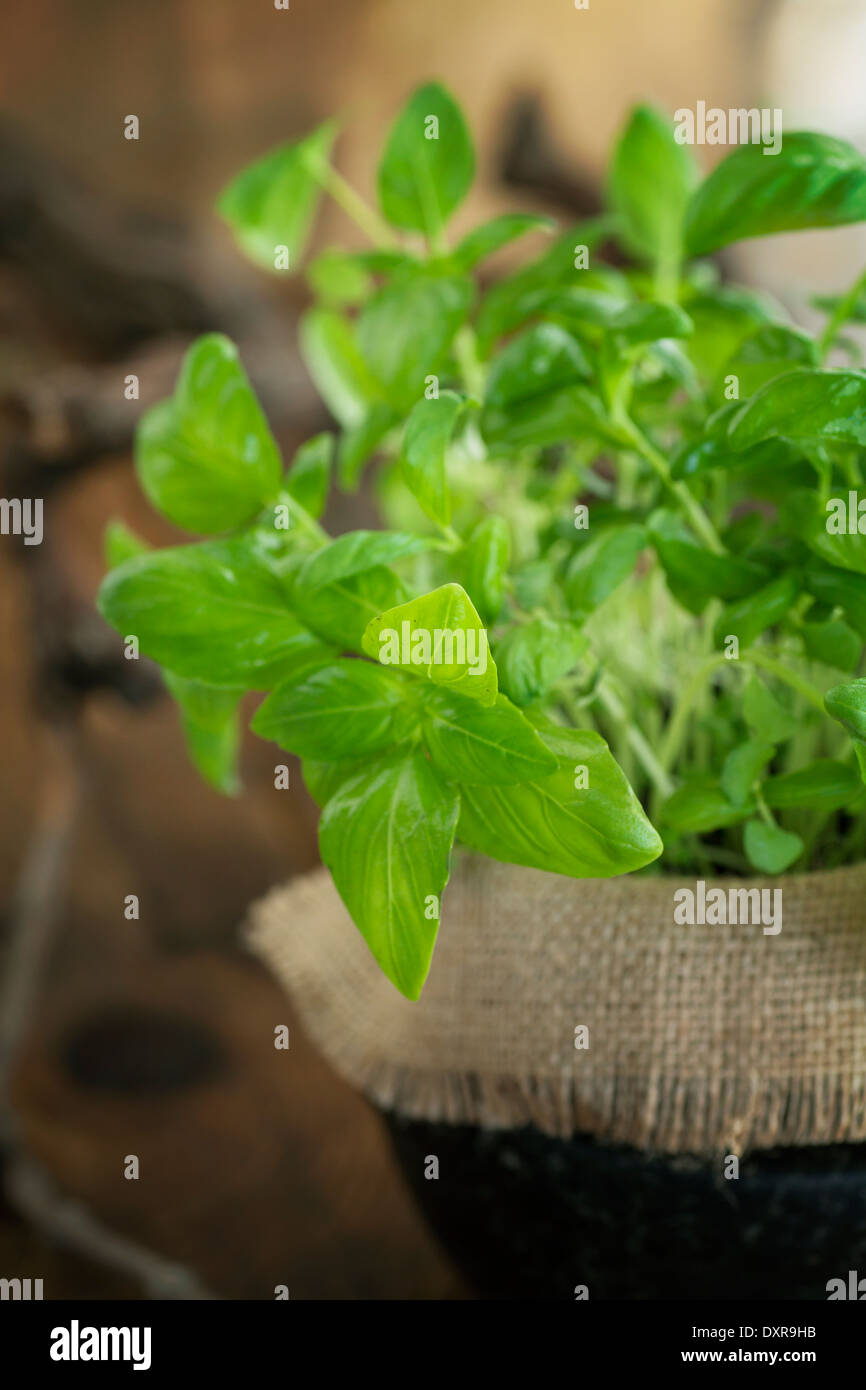 Fresh herbs plants. Culinary herbs and spices Stock Photo - Alamy