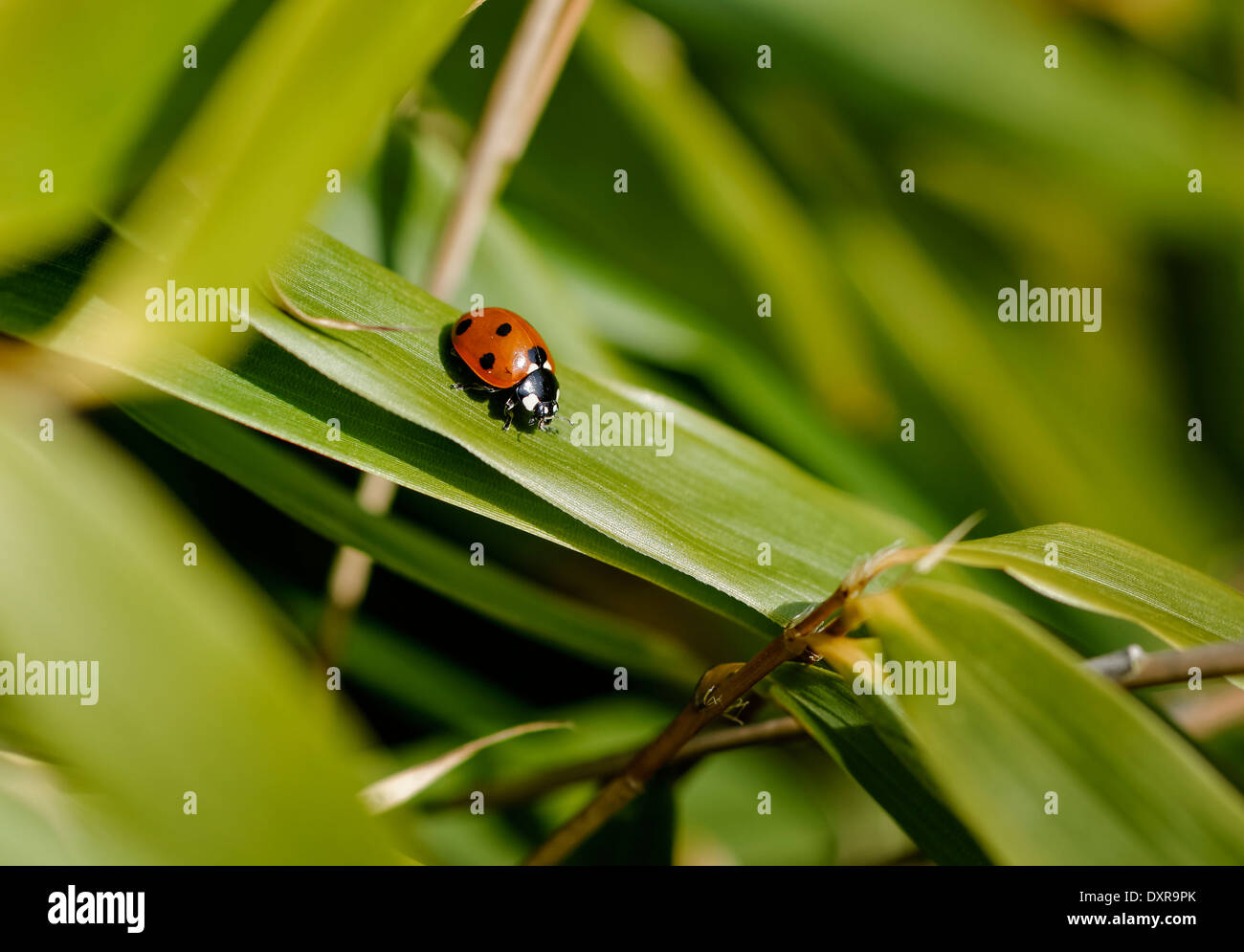 Single ladybird (ladybug) on bamboo leaf, facing to right; landscape ...