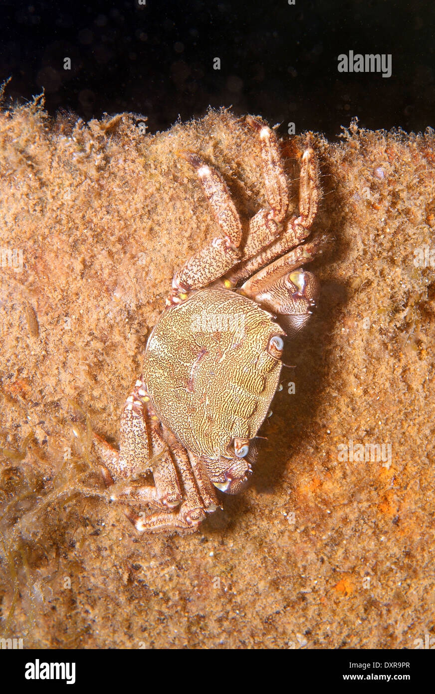marbled rock crab or marbled crab (Pachygrapsus marmoratus) Black Sea ...