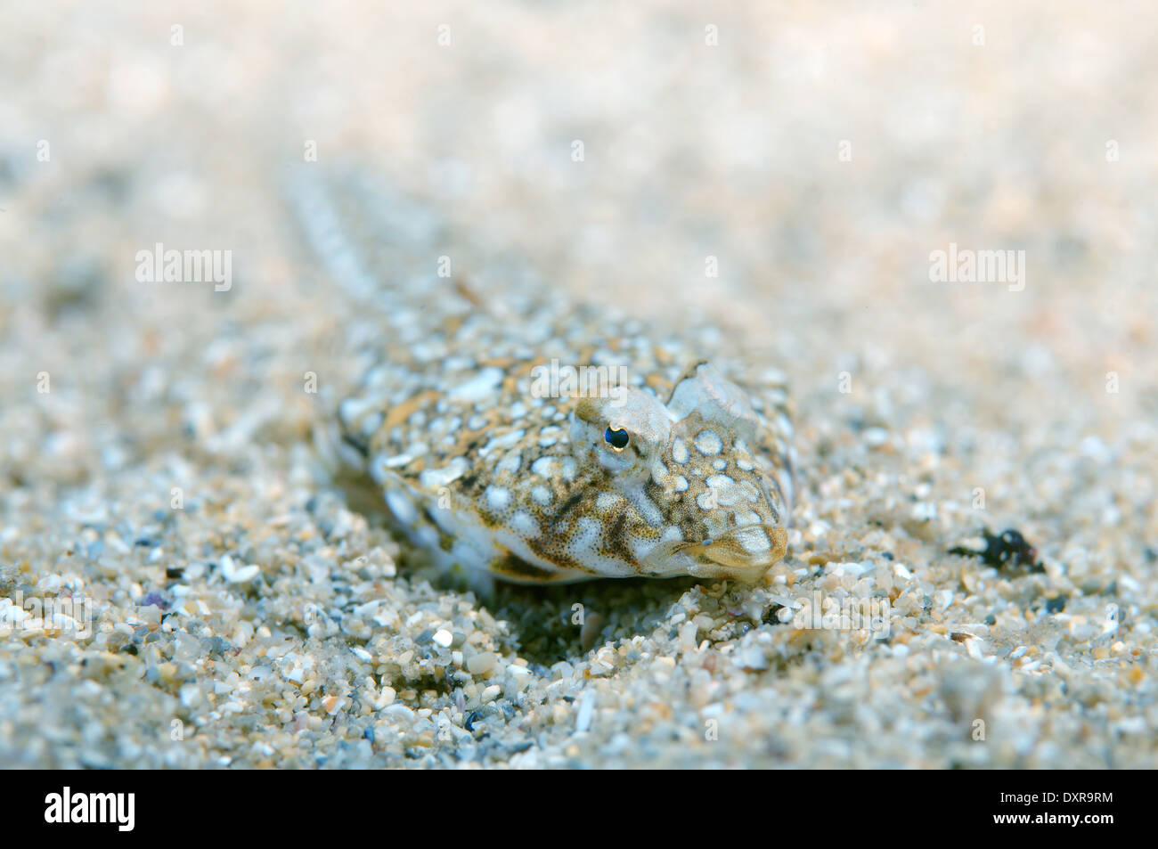 Risso's dragonet (Callionymus risso Stock Photo - Alamy