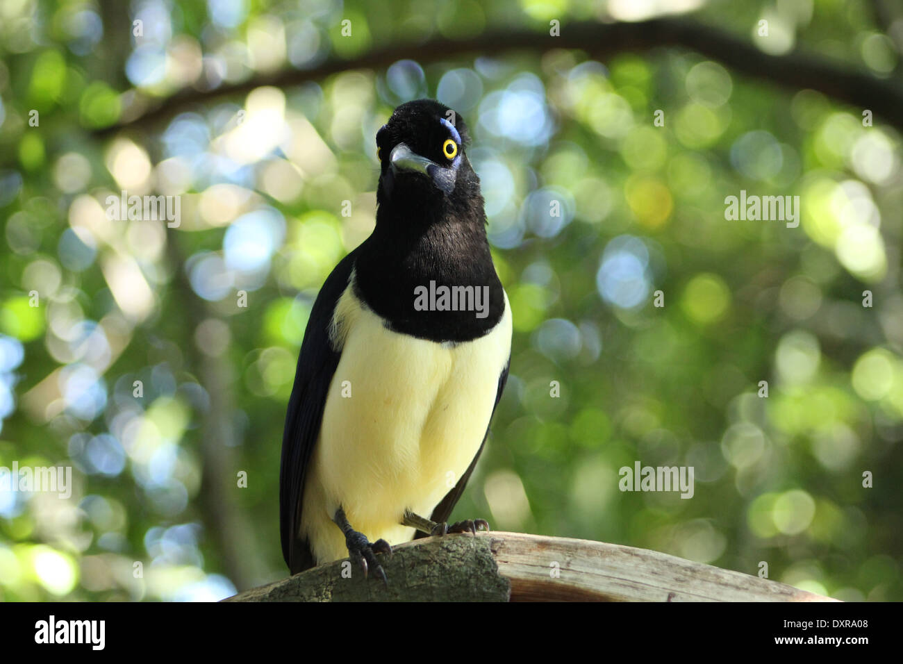Urraca bird hi-res stock photography and images - Alamy