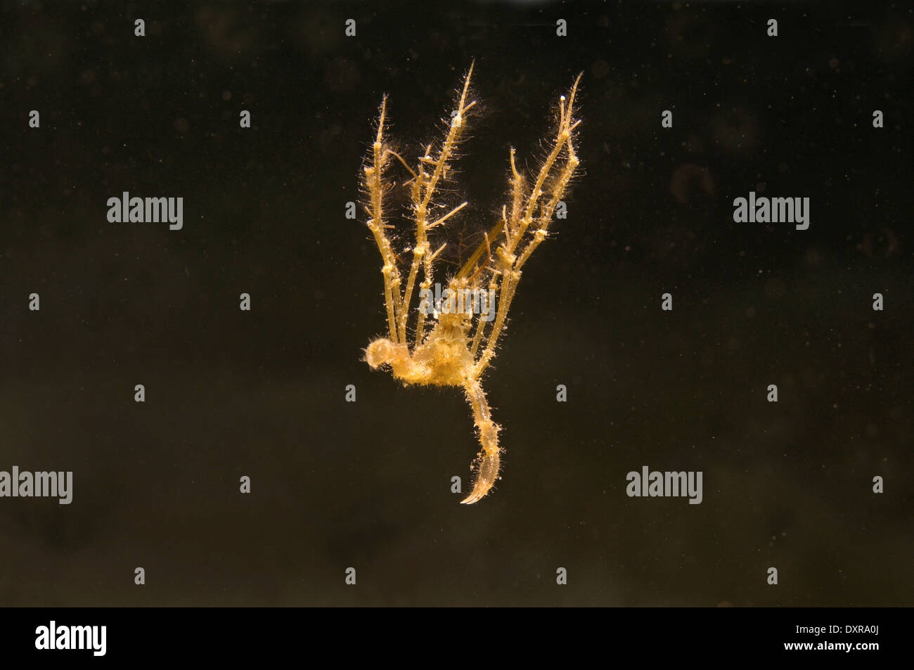 common spider crab, long-legged spider crab or long-legged crab ...
