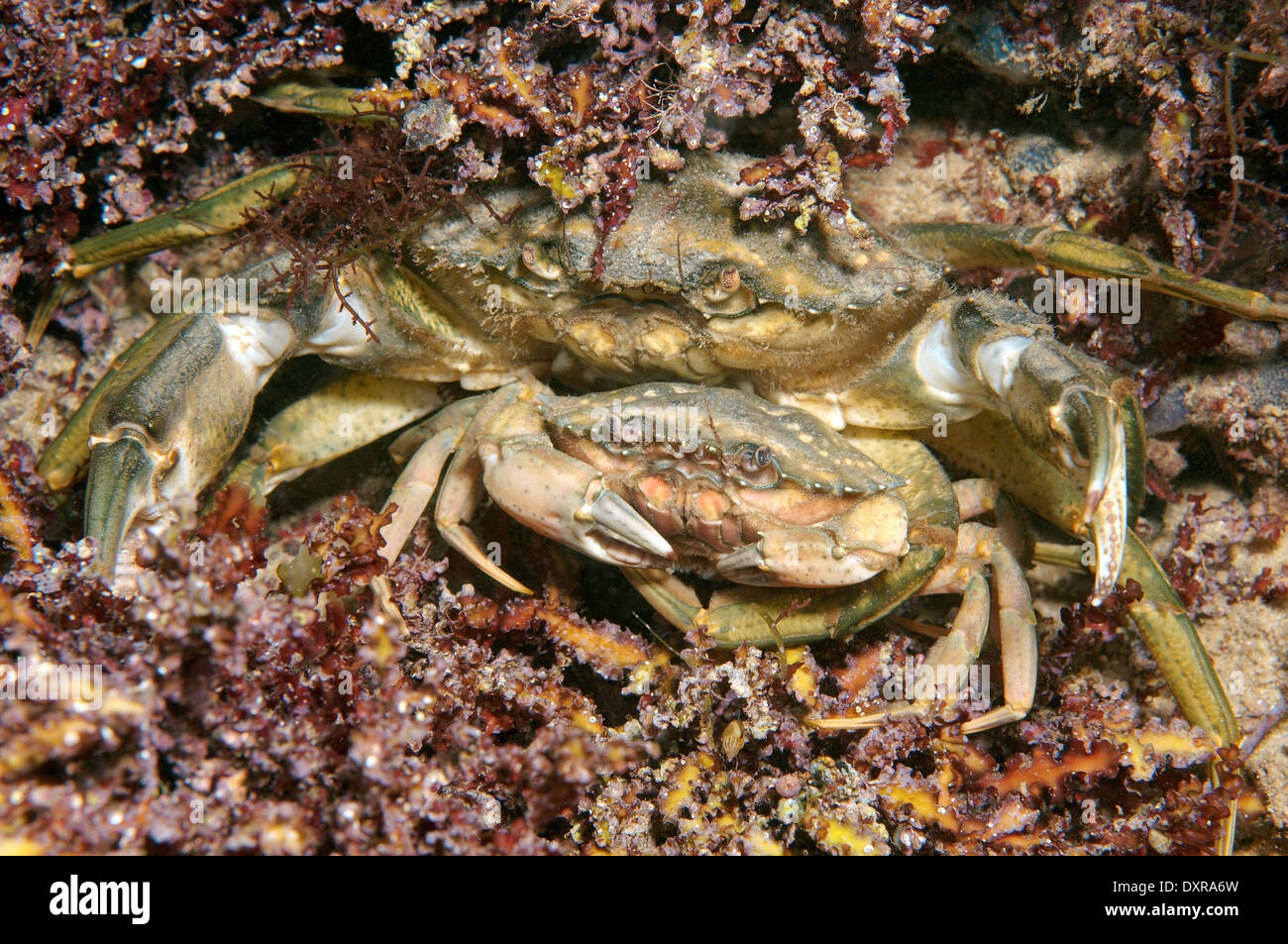 European green crab hi-res stock photography and images - Alamy