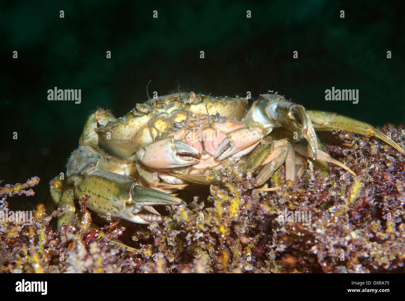 European green crab hi-res stock photography and images - Alamy