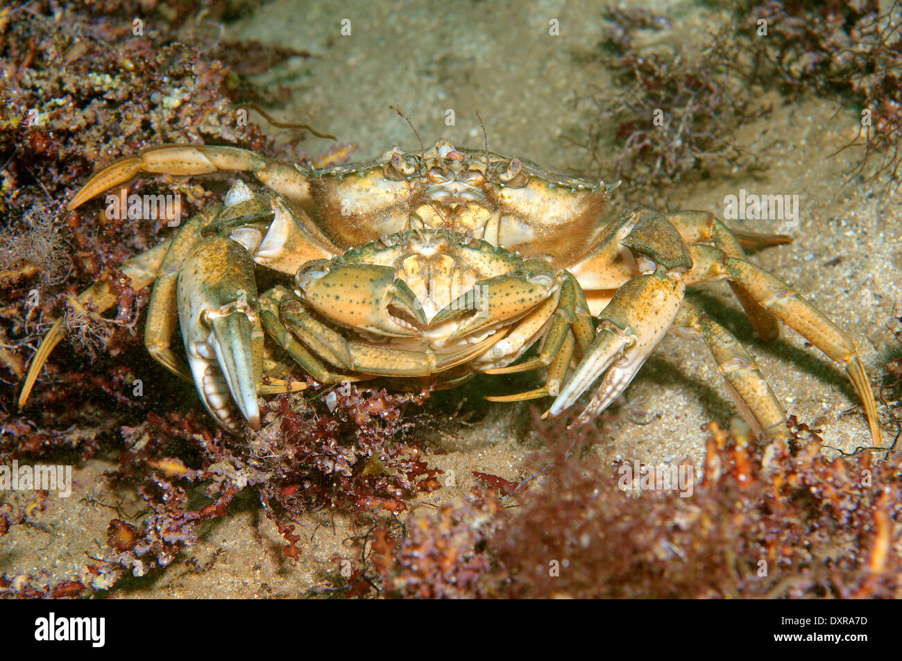 mating Green Crabs or littoral crab (Carcinus aestuarii), Black Sea ...
