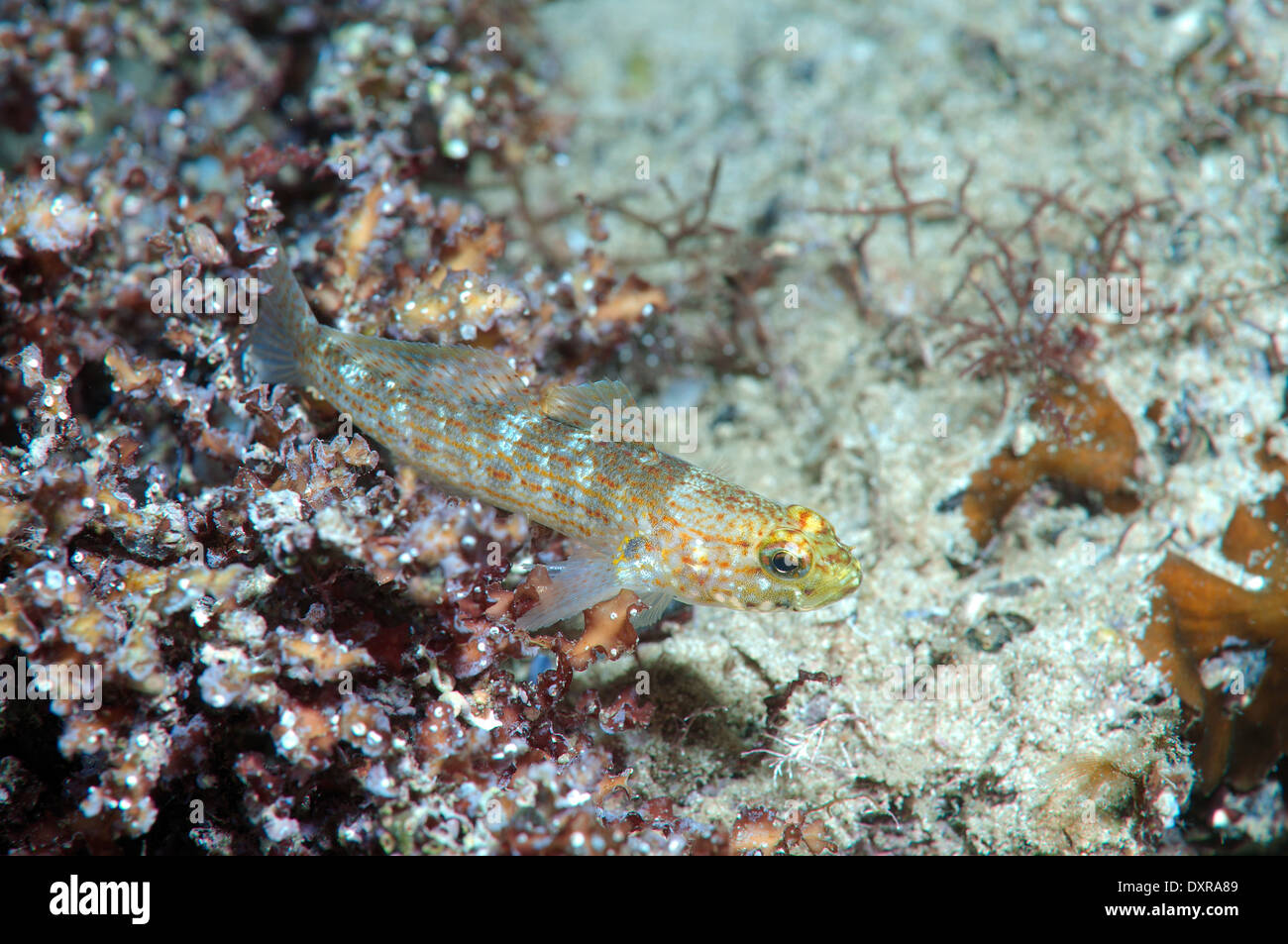 Gobio de cabeza dorada hi-res stock photography and images - Alamy