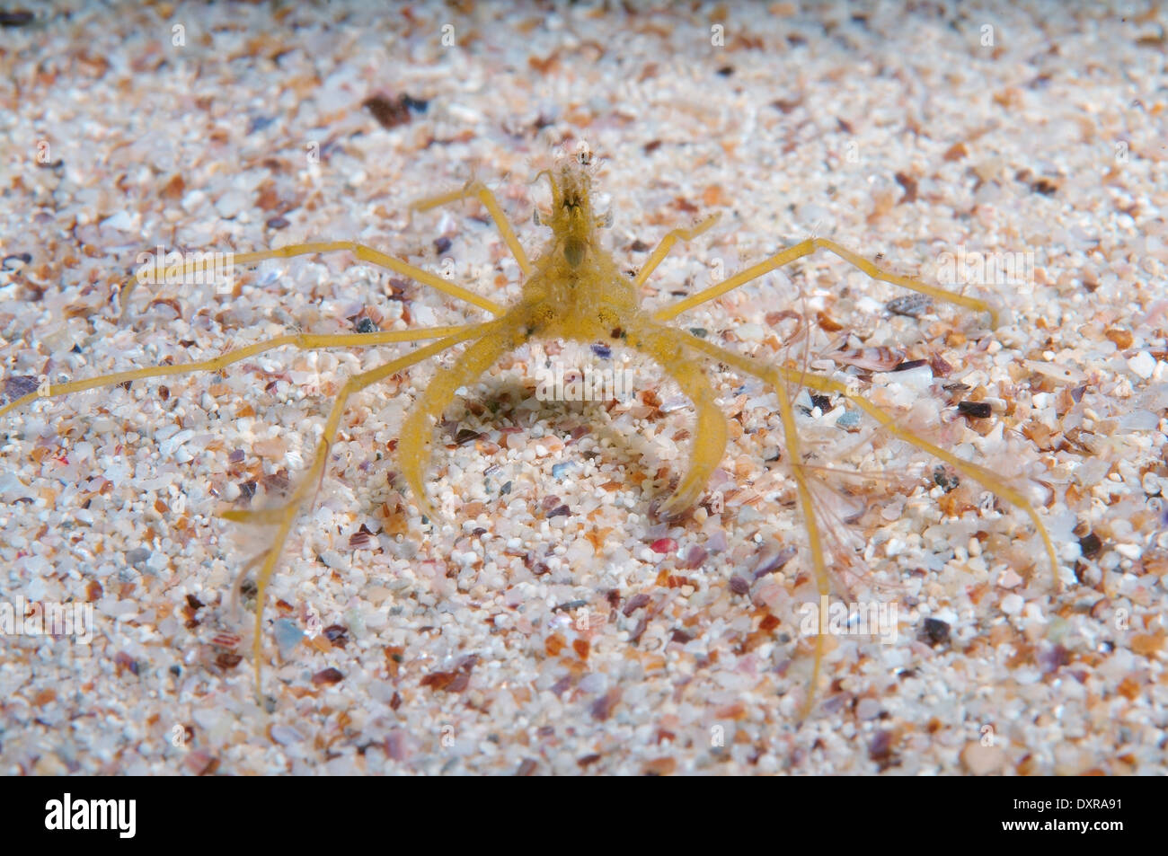 common spider crab, long-legged spider crab or long-legged crab ...