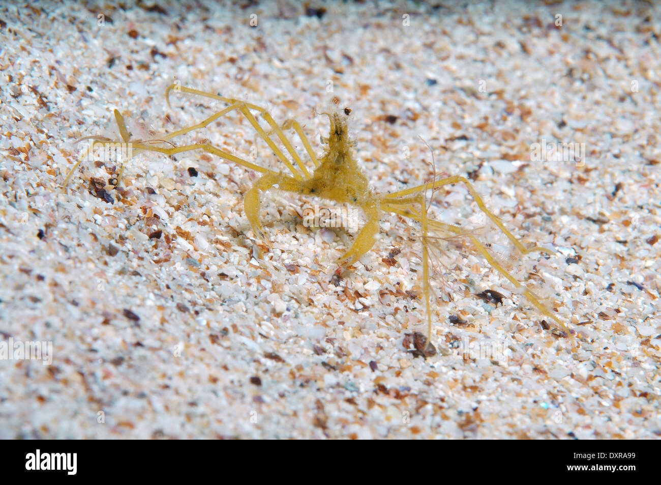 common spider crab, long-legged spider crab or long-legged crab ...