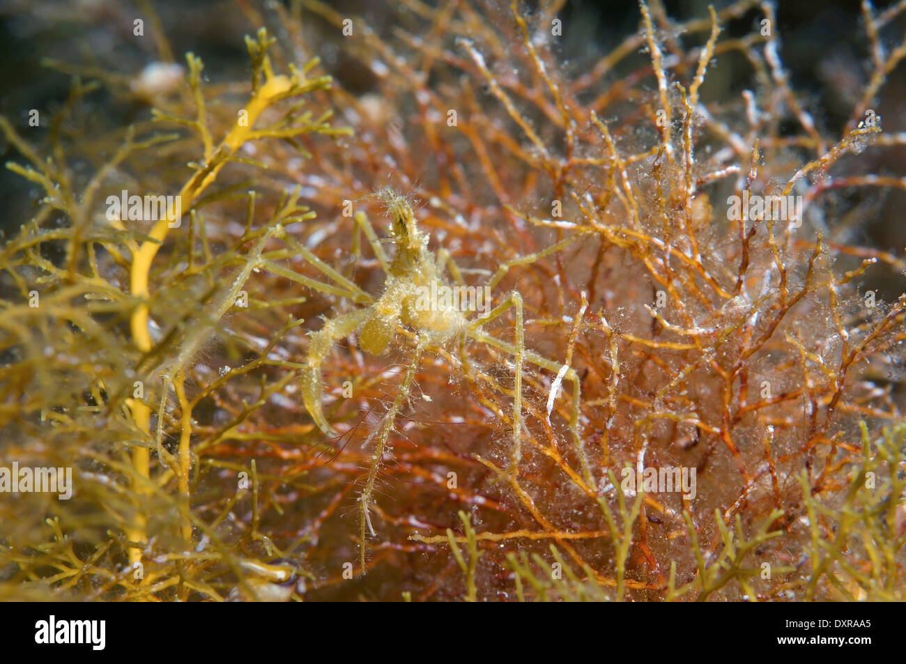 common spider crab, long-legged spider crab or long-legged crab ...