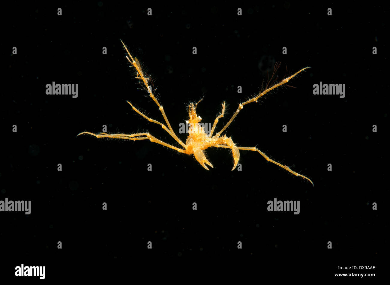 common spider crab, long-legged spider crab or long-legged crab ...