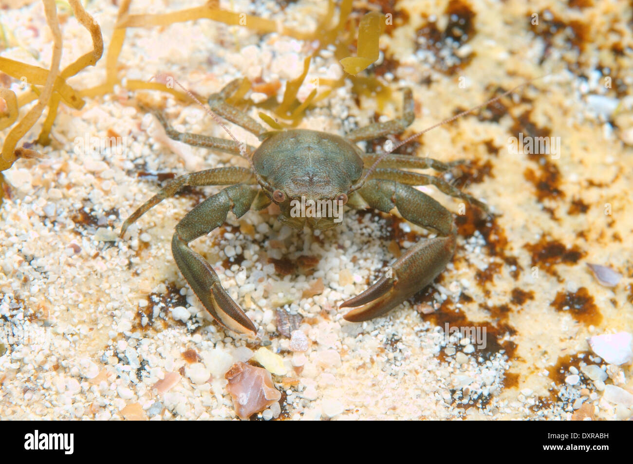 long-clawed porcelain crab (Pisidia longimana) Black Sea, Crimea Stock ...