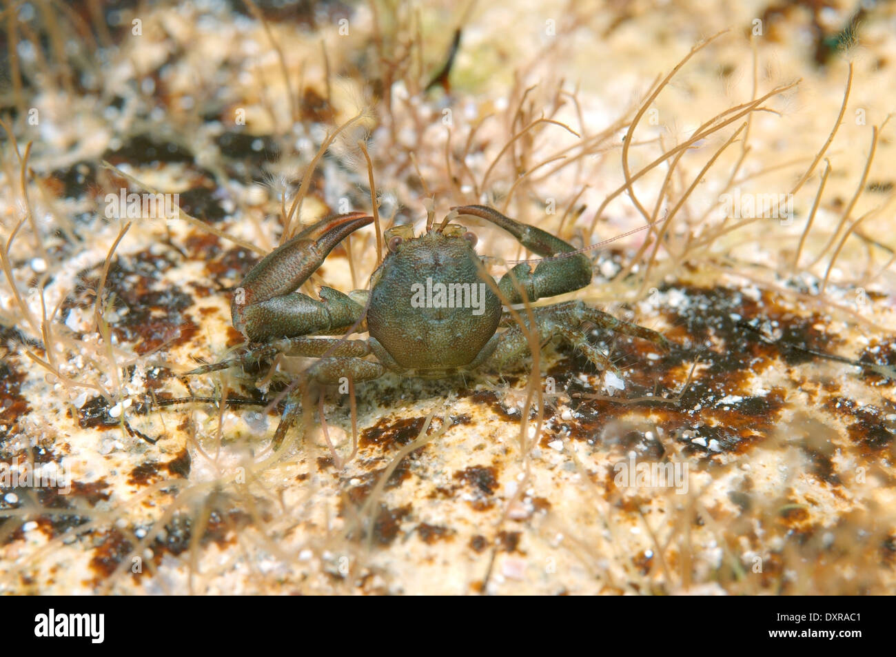 long-clawed porcelain crab (Pisidia longimana) Black Sea, Crimea Stock ...