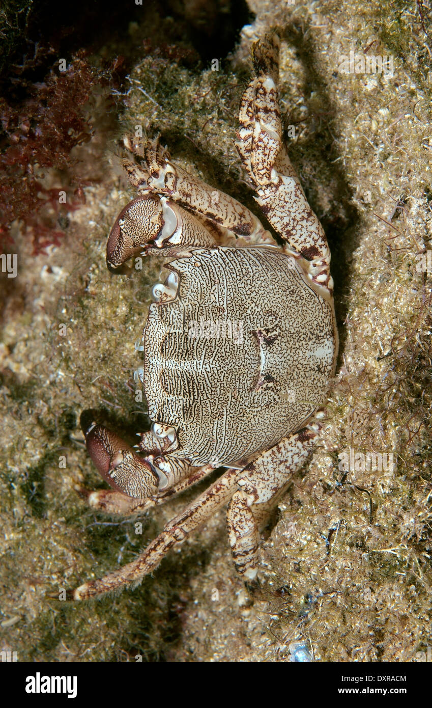 marbled rock crab or marbled crab (Pachygrapsus marmoratus) Black Sea ...