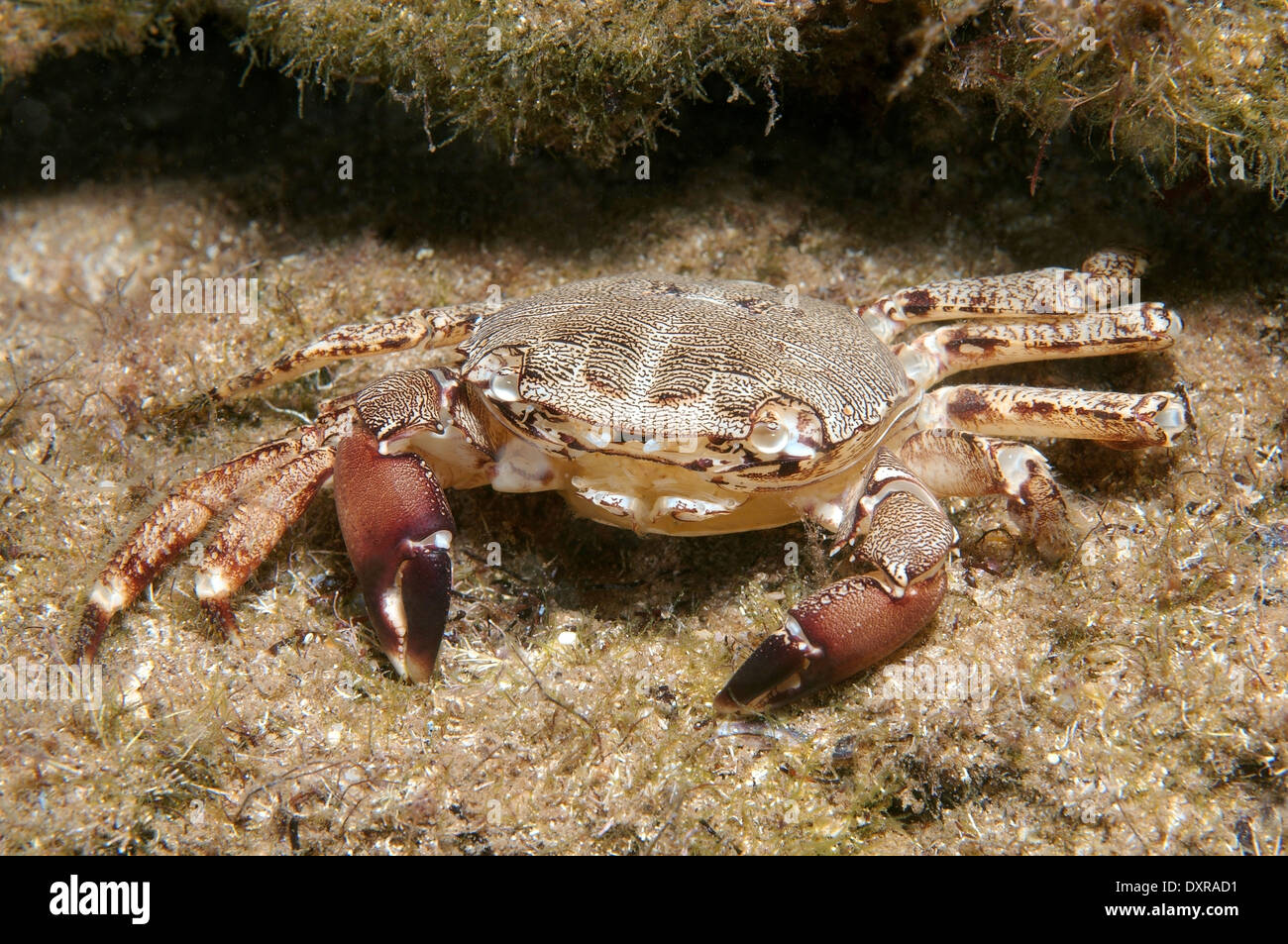 marbled rock crab or marbled crab (Pachygrapsus marmoratus) Black Sea ...