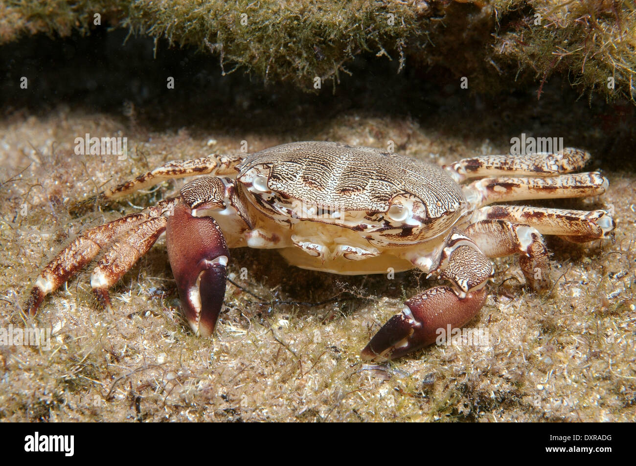 Pachygrapsus marmoratus hi-res stock photography and images - Alamy