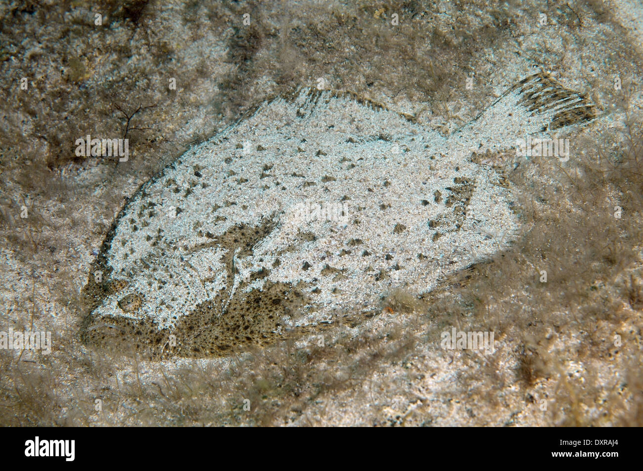 European turbot, Mediterranean turbot, Black Sea turbot or Turbot ...