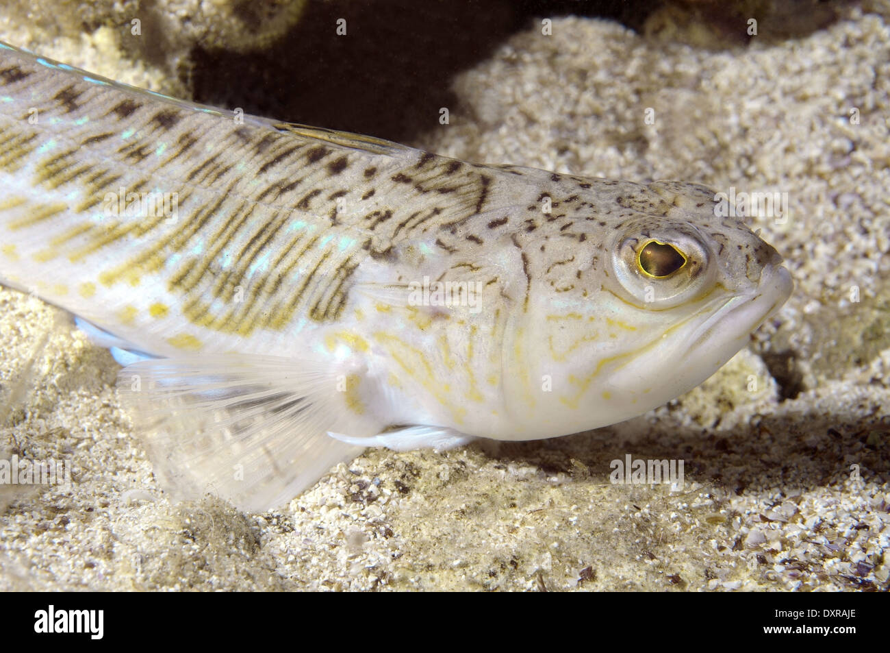 Greater weever fish (Trachinus draco Stock Photo - Alamy