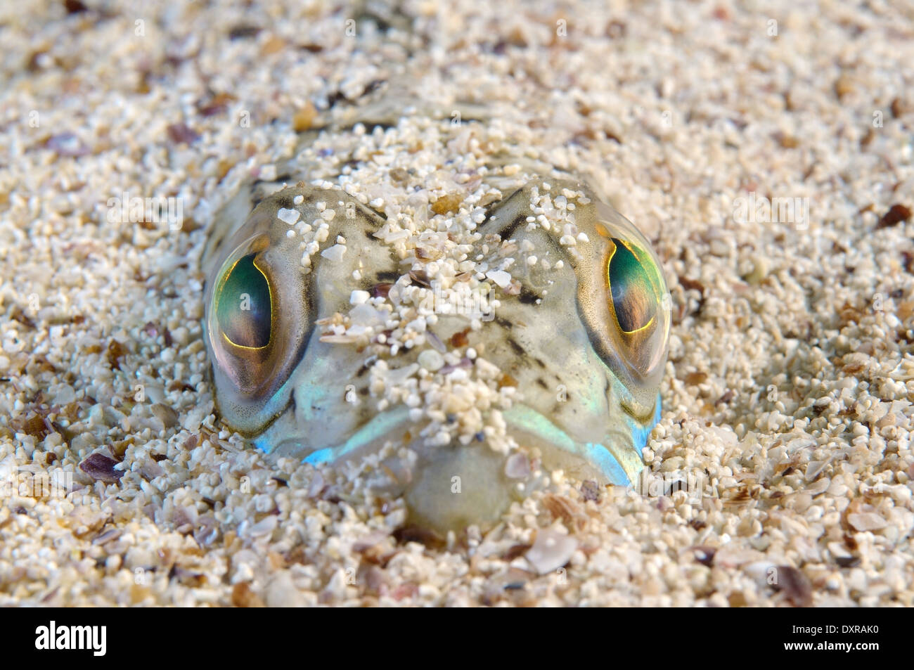 Greater weever fish (Trachinus draco Stock Photo - Alamy
