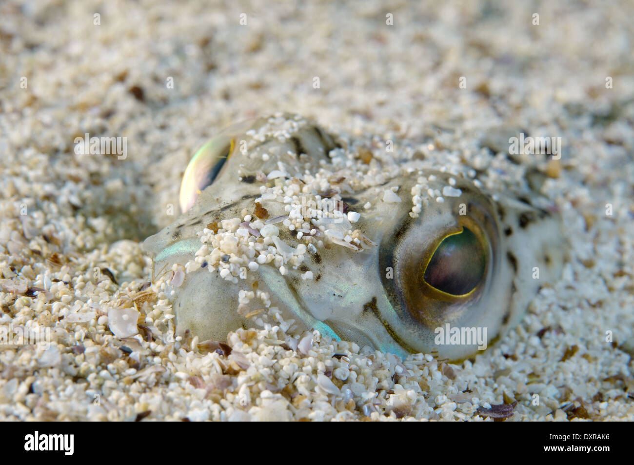 Grote pieterman hi-res stock photography and images - Alamy