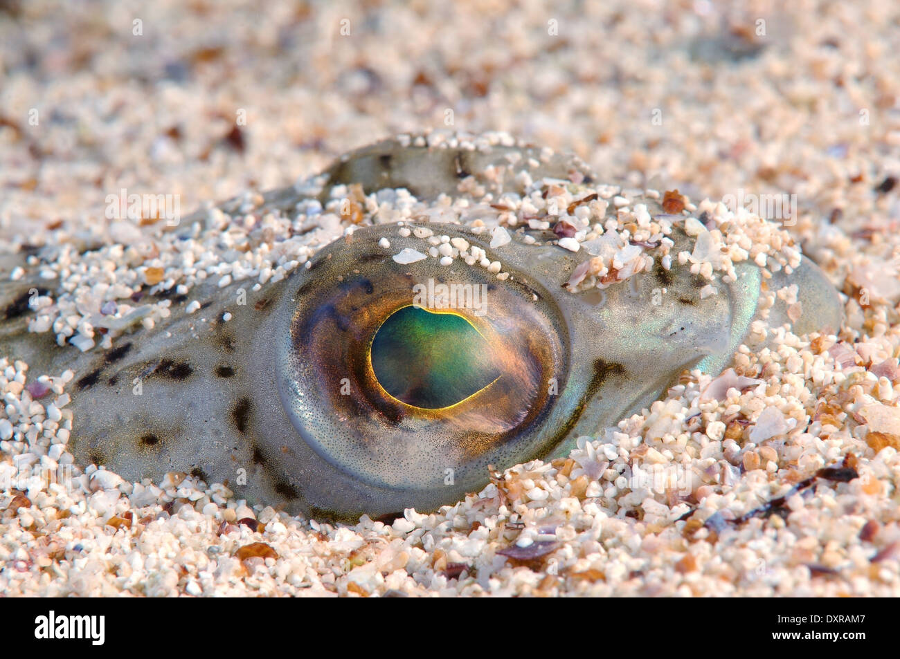 Fjesing hi-res stock photography and images - Alamy