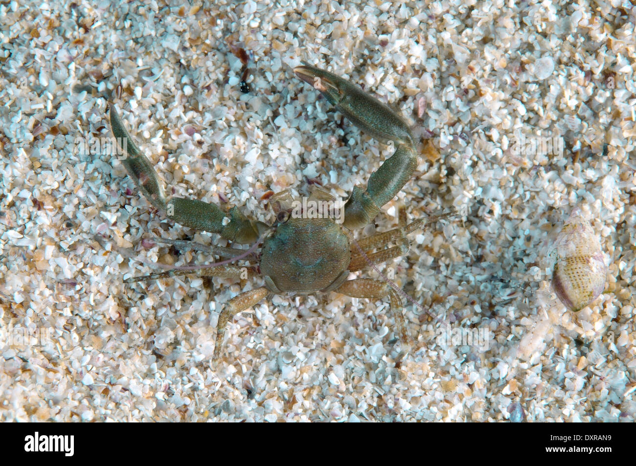 long-clawed porcelain crab (Pisidia longimana) Black Sea, Crimea Stock ...