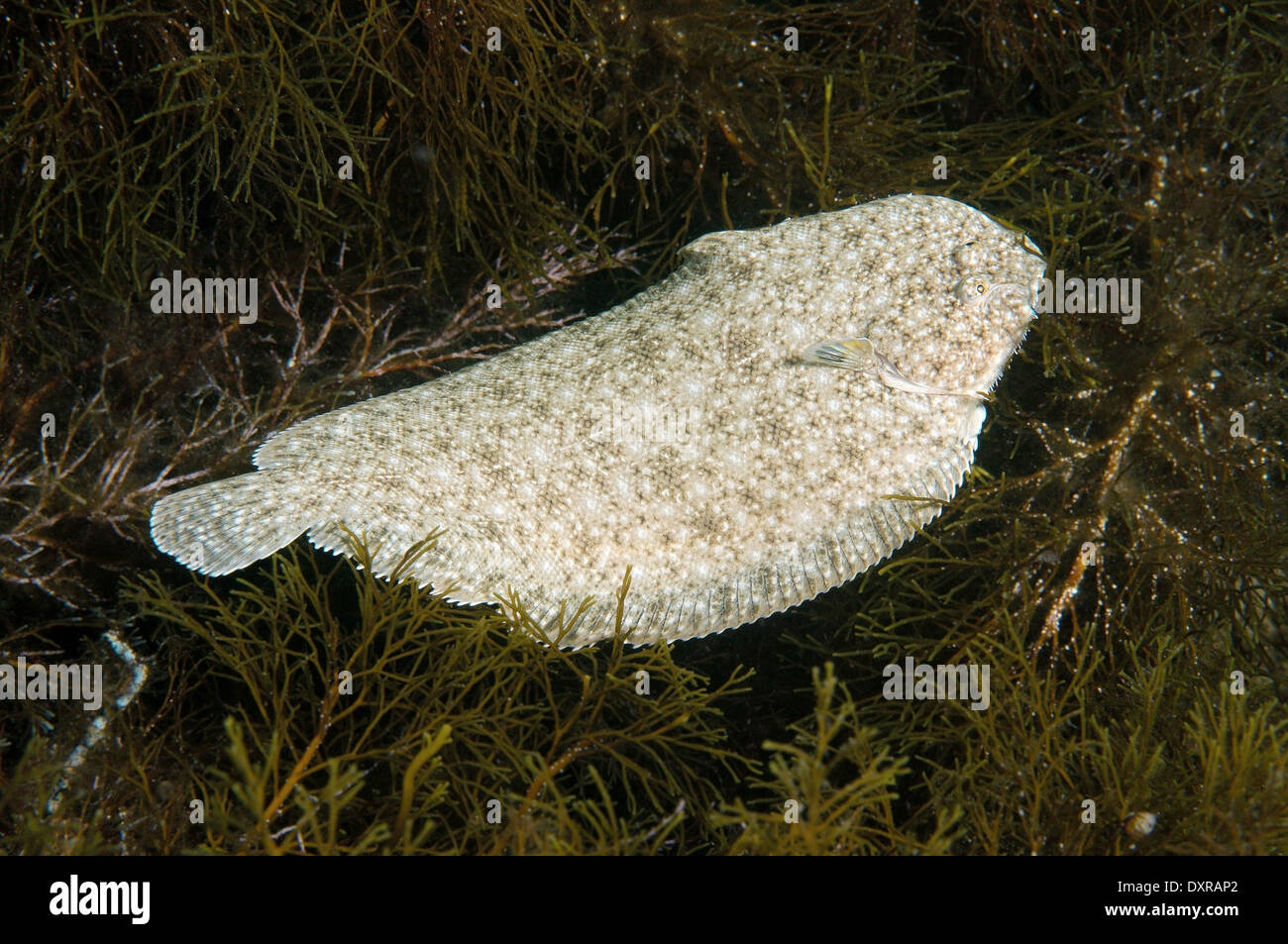 Sand sole, Atlantic sole, French sole, Snouted sole or Lascar (Pegusa ...