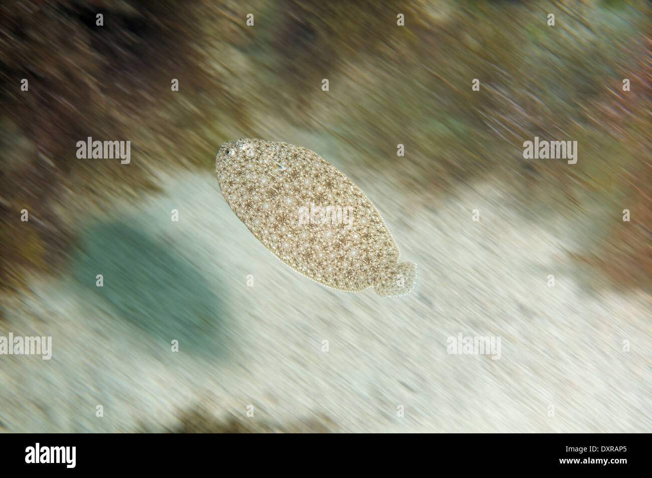 Sand sole, Atlantic sole, French sole, Snouted sole or Lascar (Pegusa ...