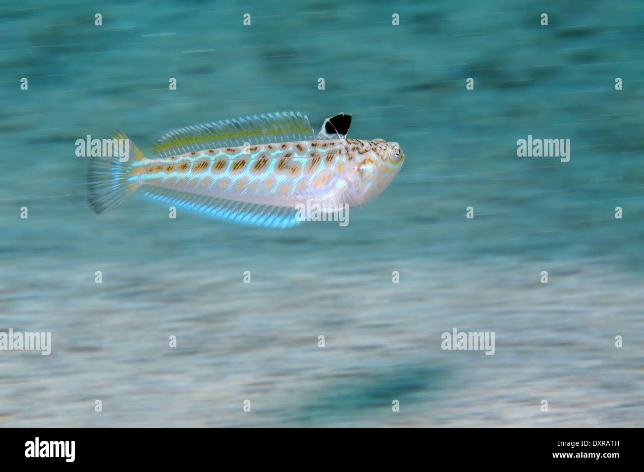 Greater weever fish (Trachinus draco Stock Photo - Alamy