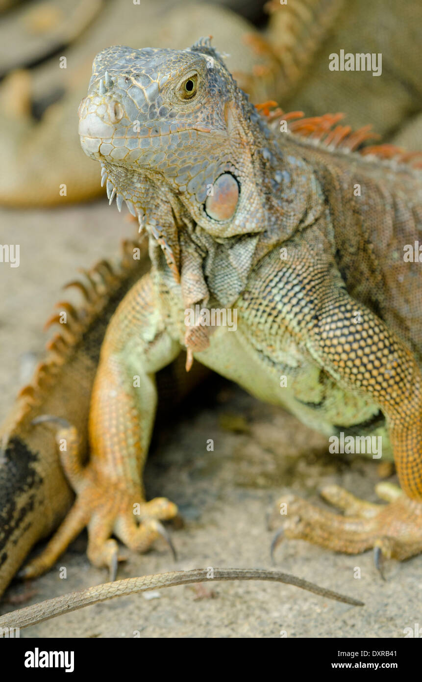 Honduras, Honduran Bay Islands, Roatan, Iguana Farm. Wild Green iguanas ...