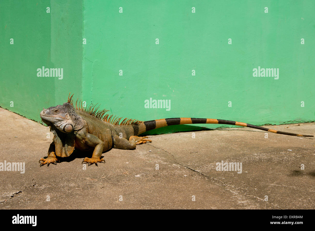 Honduras, Honduran Bay Islands, Roatan, Iguana Farm. Wild Green iguana ...
