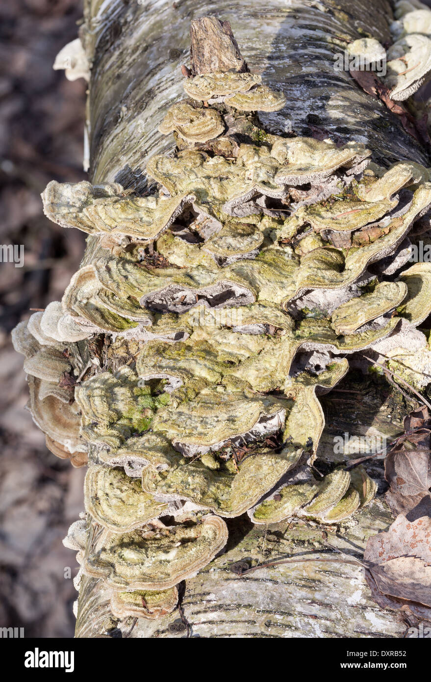 Mossy maze polypore Stock Photo - Alamy