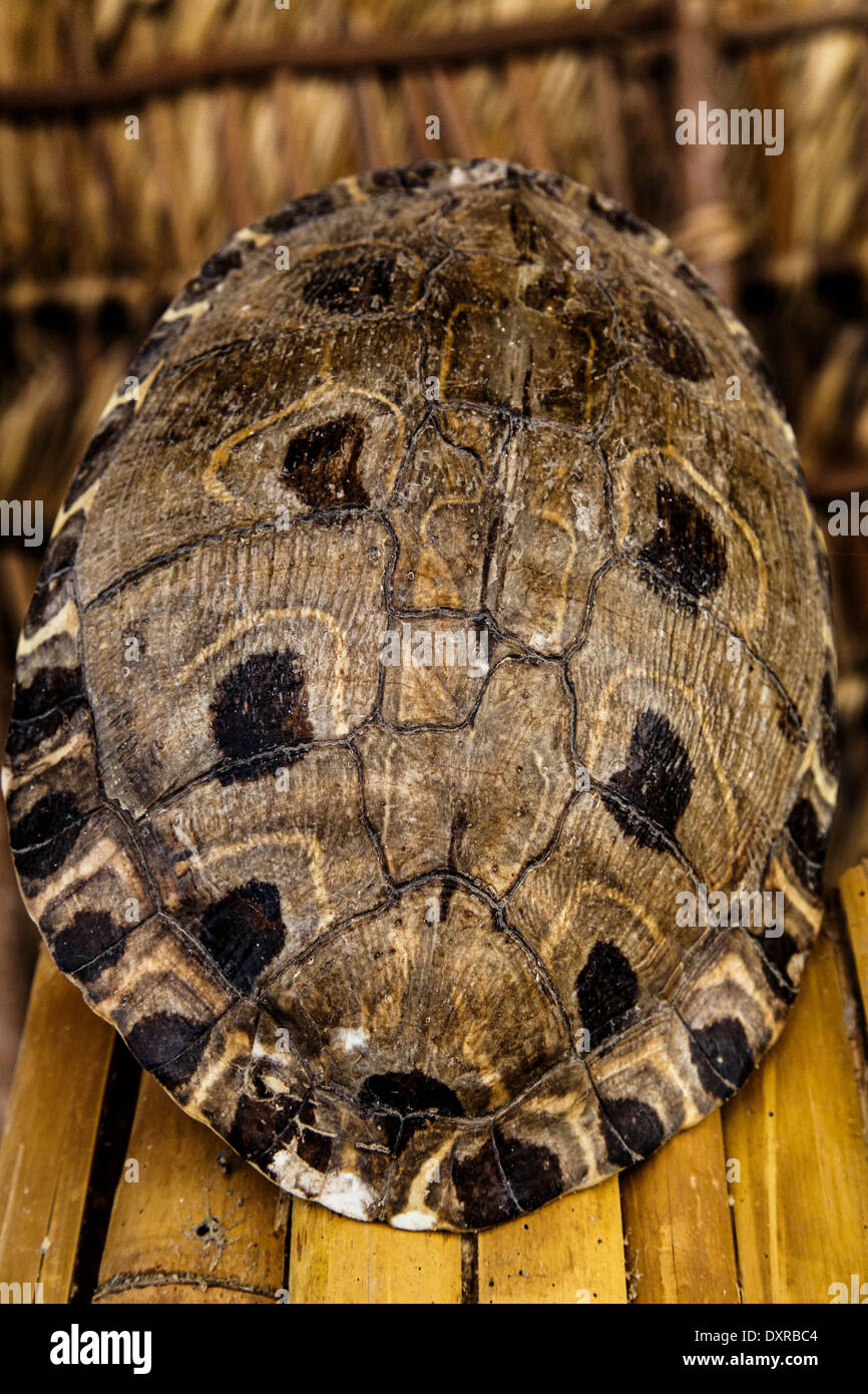 photography of turtle shell used in decoration Stock Photo - Alamy