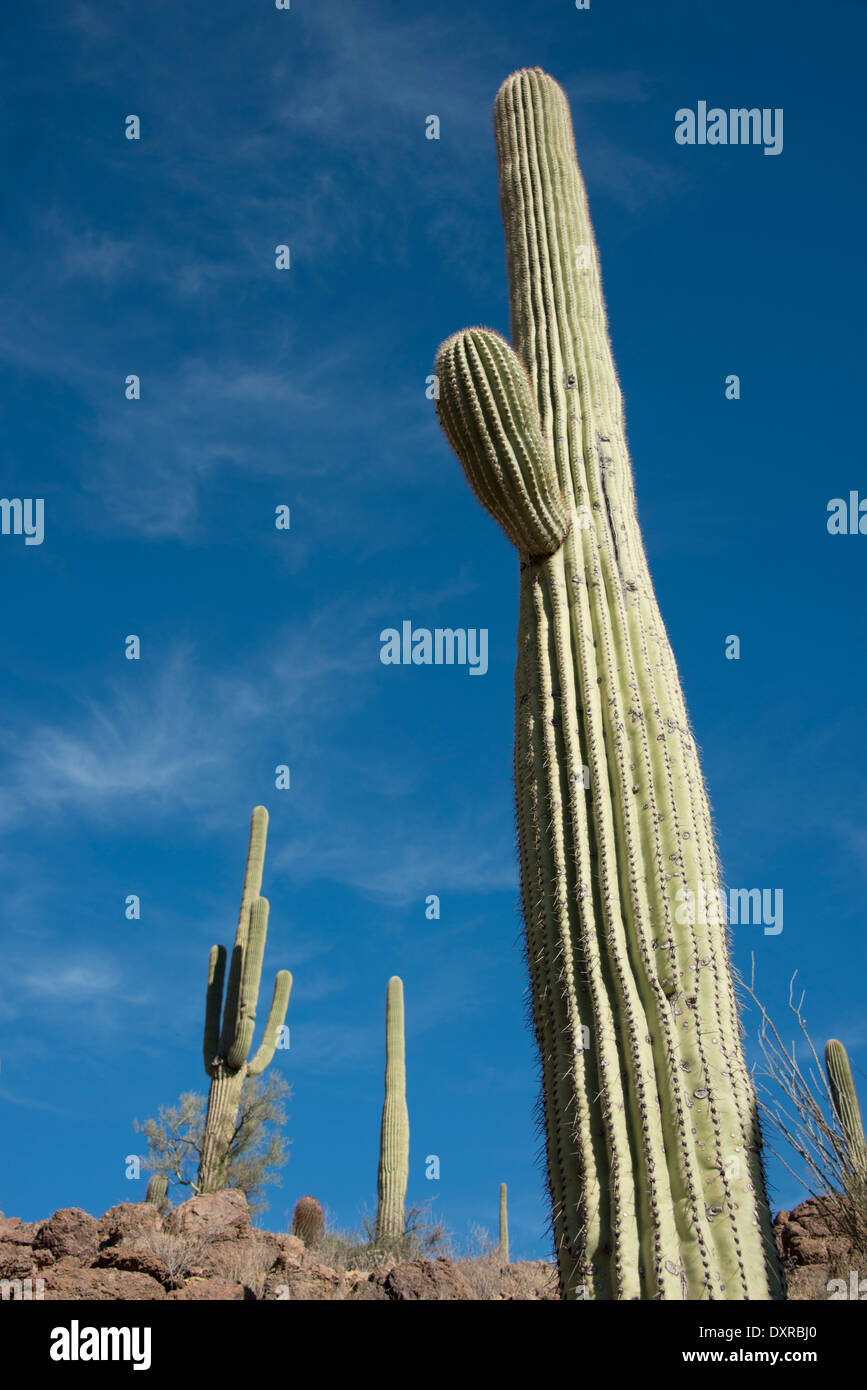 Pima county park hi-res stock photography and images - Alamy
