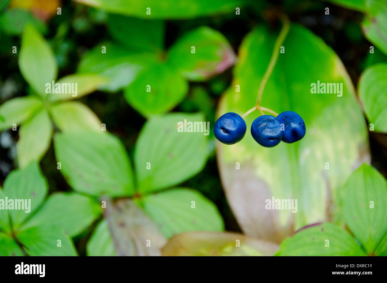 Canada, Quebec, Havre St. Pierre, Mingan Archipelago National Park, lle ...