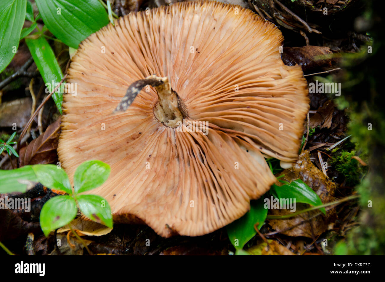 Canada, Quebec, Havre St. Pierre, Mingan Archipelago National Park, lle ...