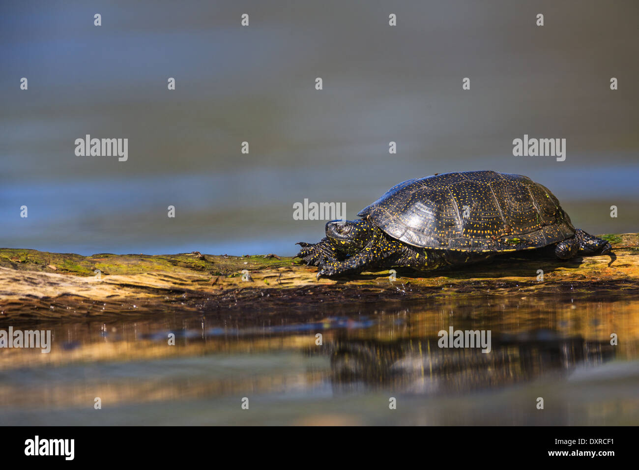 European pond turtle (Emys orbicularis Stock Photo - Alamy