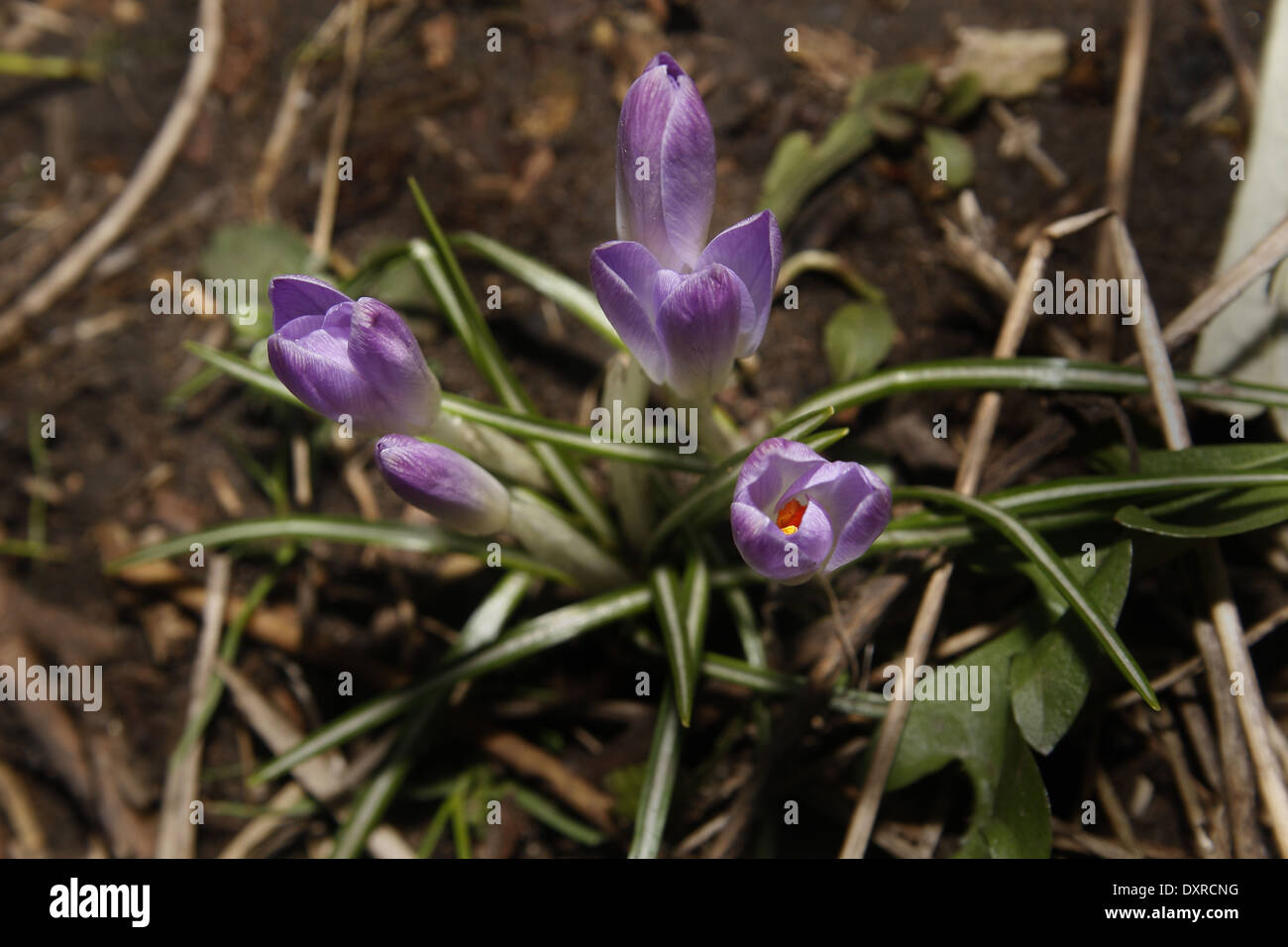 Dutch crocus plant hi-res stock photography and images - Alamy